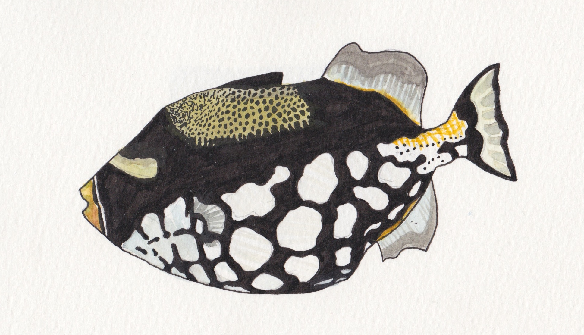 Baliste clown – adamangrovia