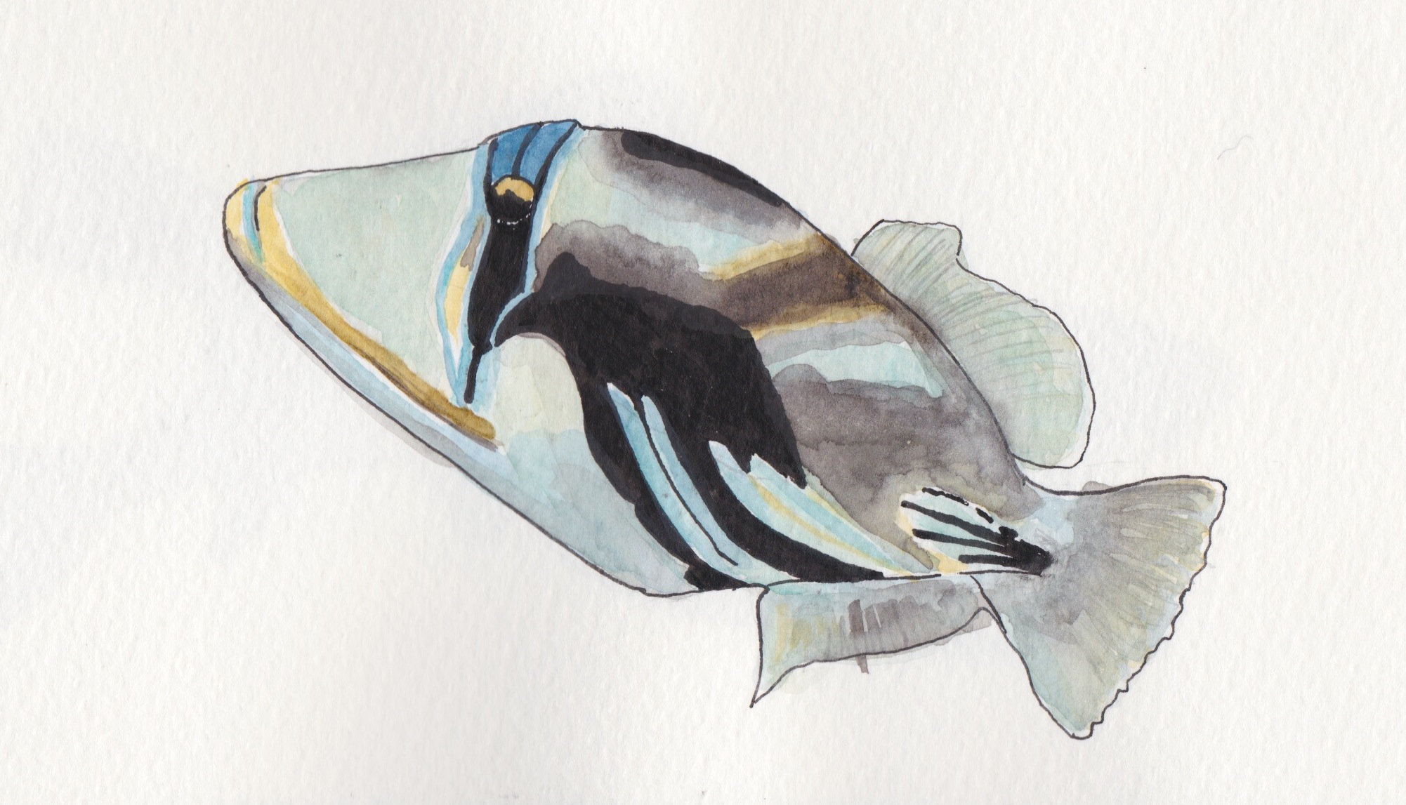 Baliste-Picasso clair – adamangrovia