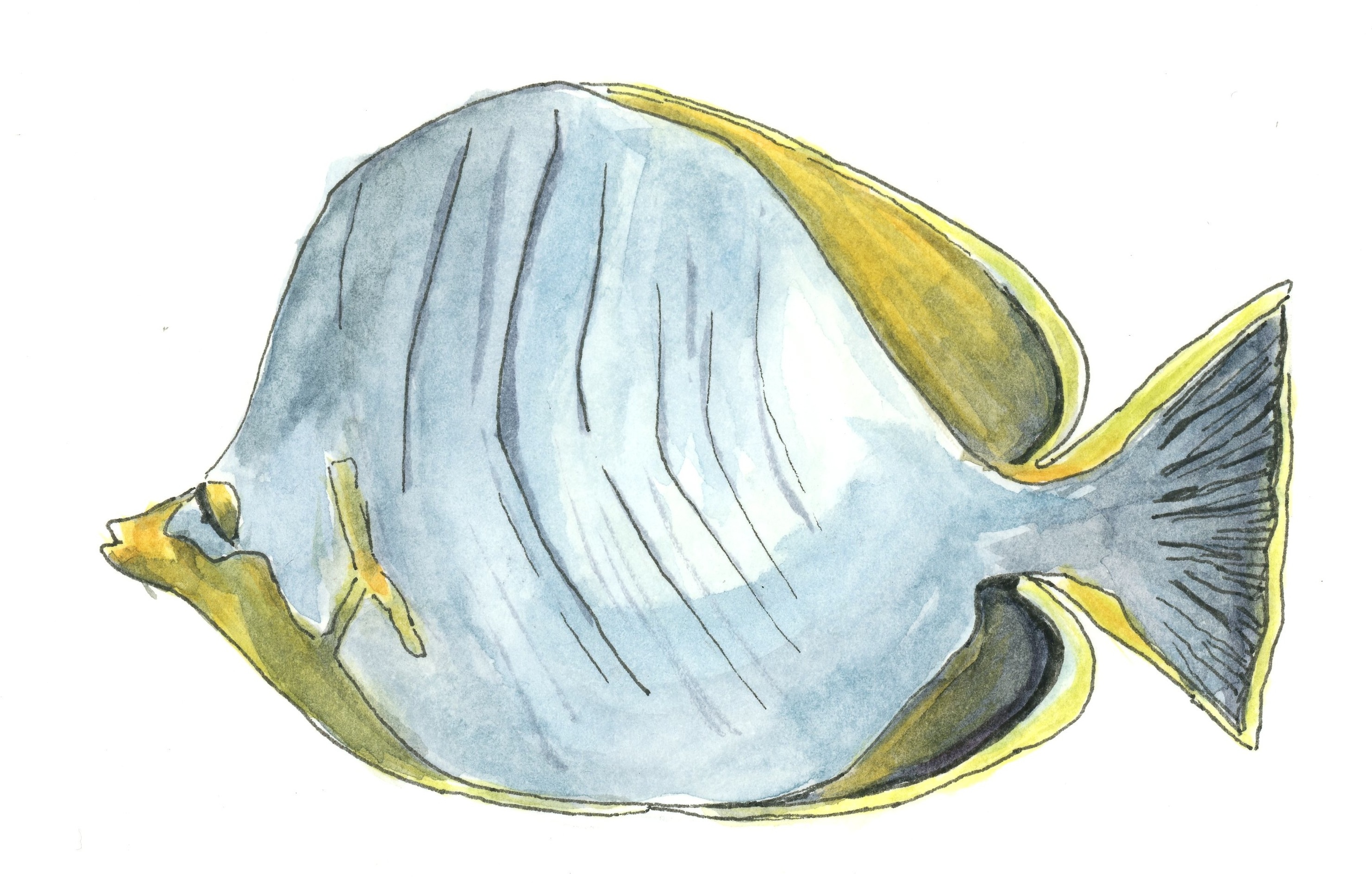 Poisson-papillon à tête jaune – adamangrovia