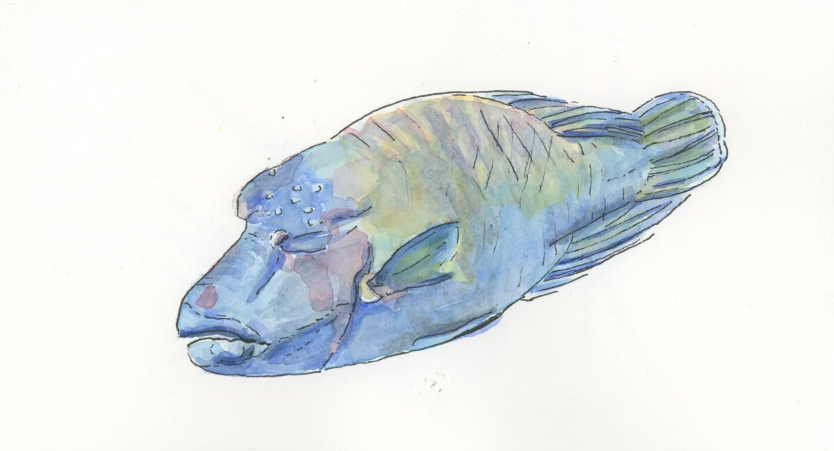 Fish Stikh 5: être grand – adamangrovia