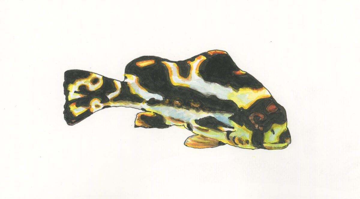 Fish Stikh 7: se renseigner – adamangrovia